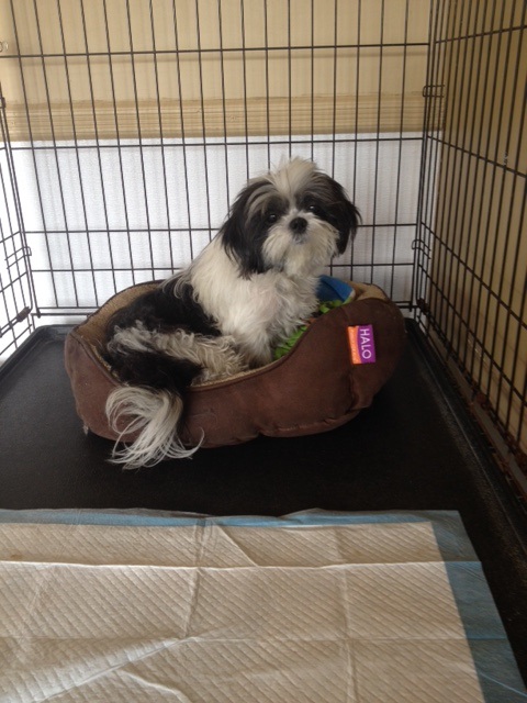 Oreo – Bobbi and the Strays