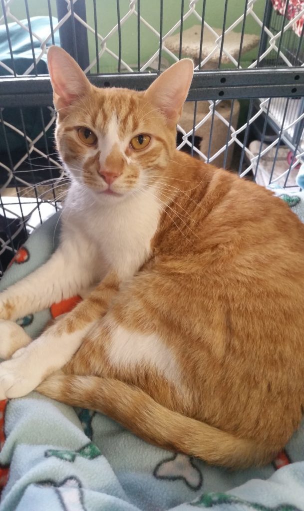 Willy – Bobbi and the Strays