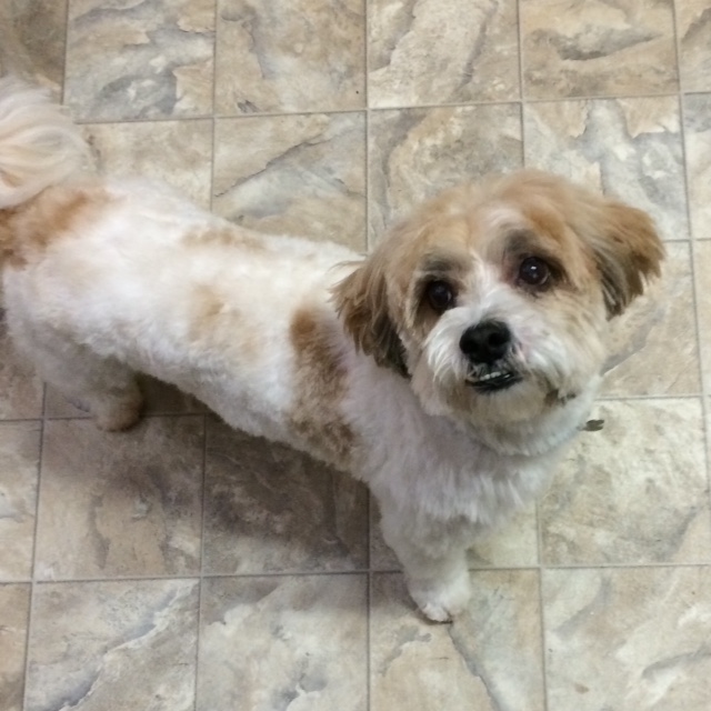 Chenzo – Bobbi and the Strays