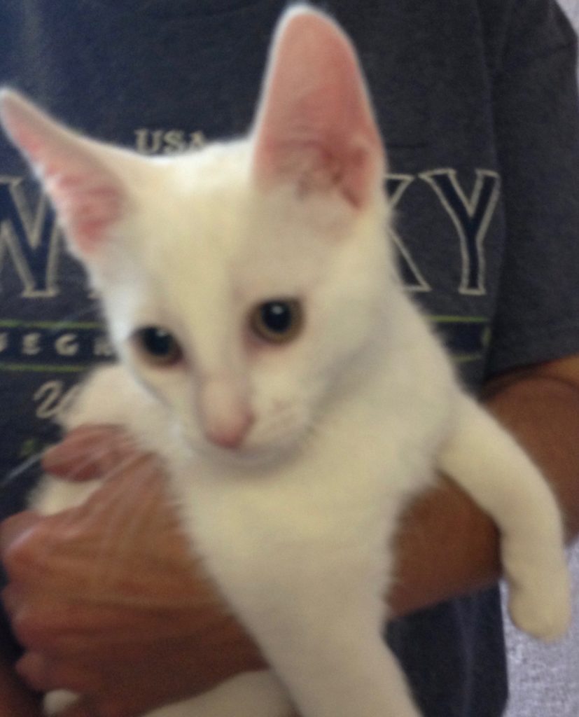 Snow White – Bobbi and the Strays