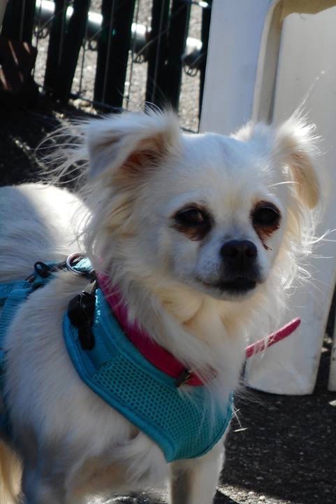 Snow White – Bobbi and the Strays