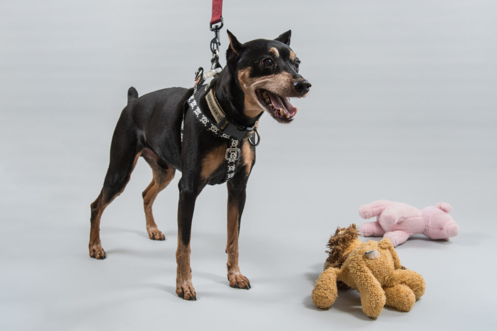 Lalo – Bobbi and the Strays