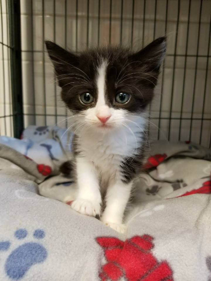 Jam – Bobbi and the Strays