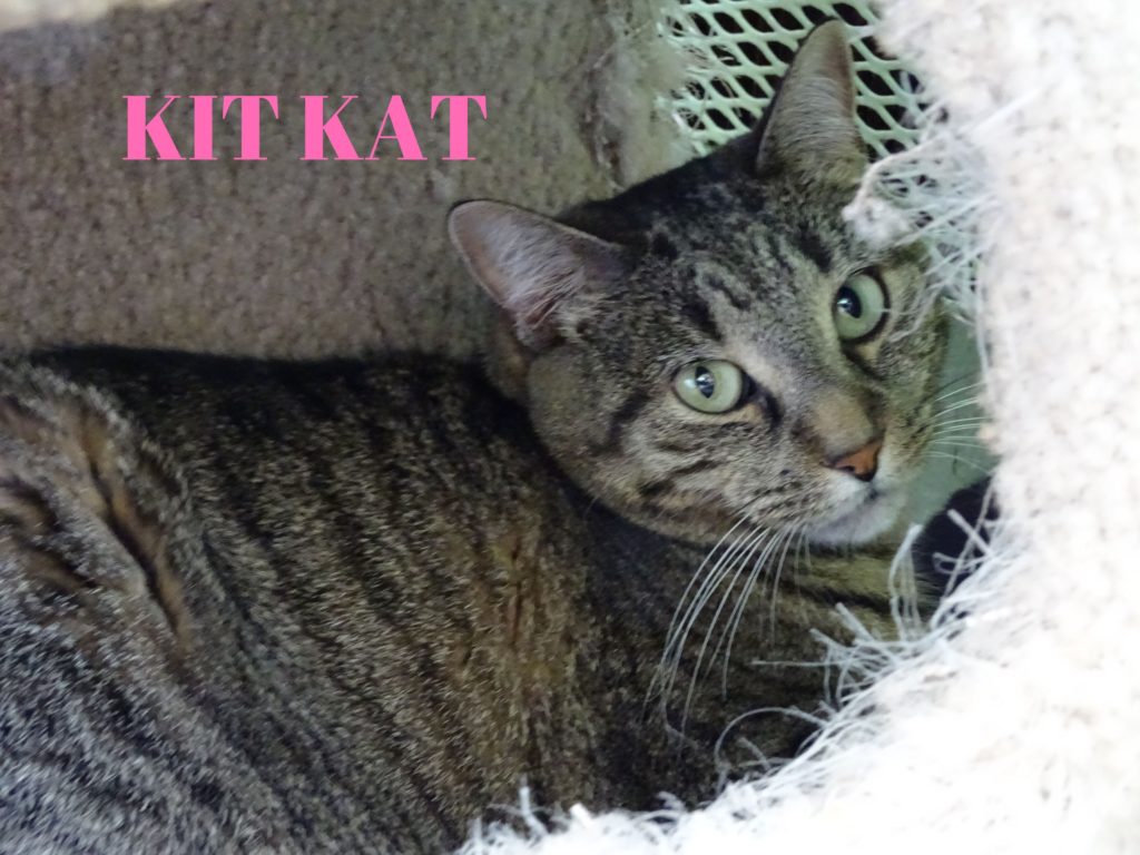 Kit Kat – Bobbi and the Strays