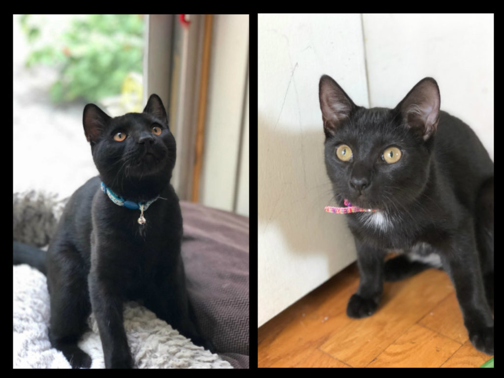 Puma and Satya – Bobbi and the Strays