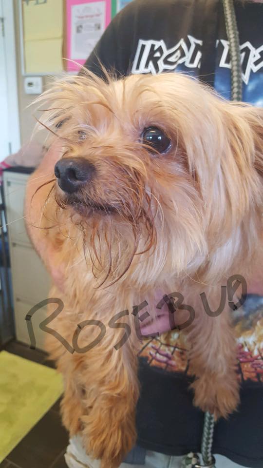 Rosebud – Bobbi and the Strays