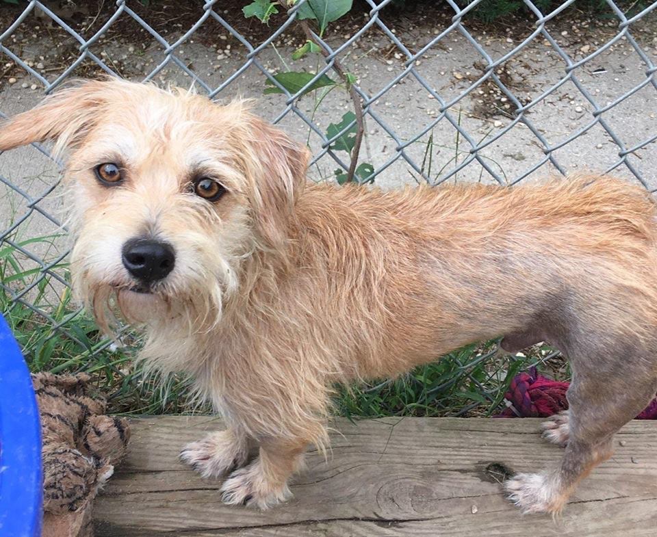 Hershey – Bobbi and the Strays