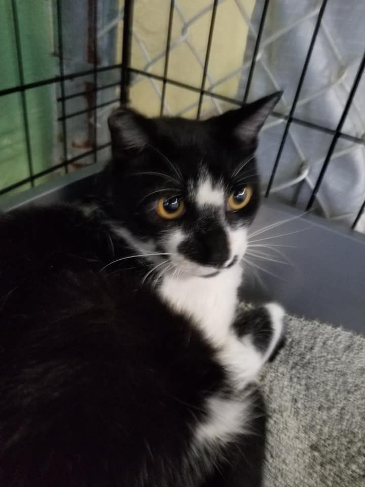 Panda – Bobbi and the Strays