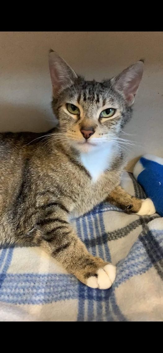 Button – Bobbi and the Strays