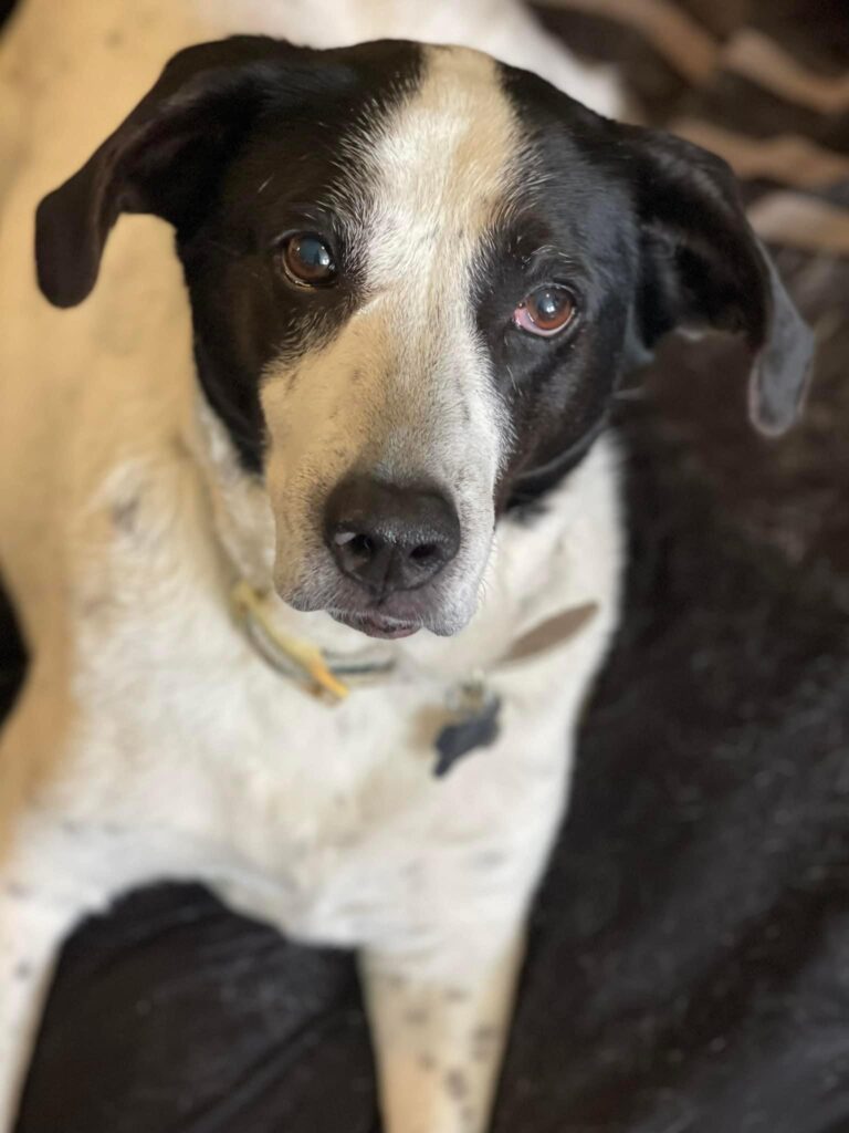 Happy – Bobbi and the Strays