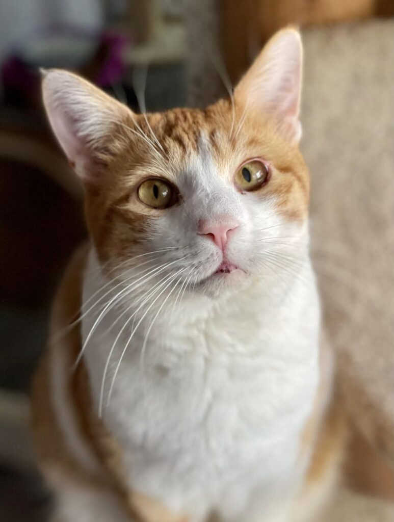 Tobias – Bobbi and the Strays