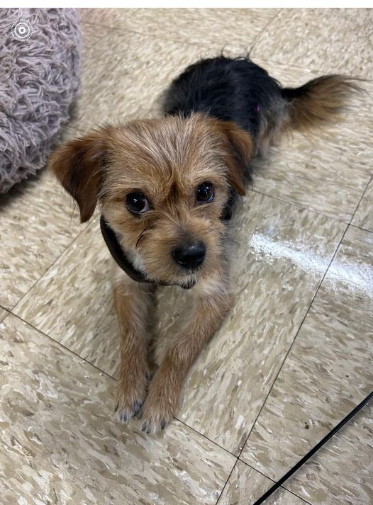 Boo Boo – Bobbi and the Strays