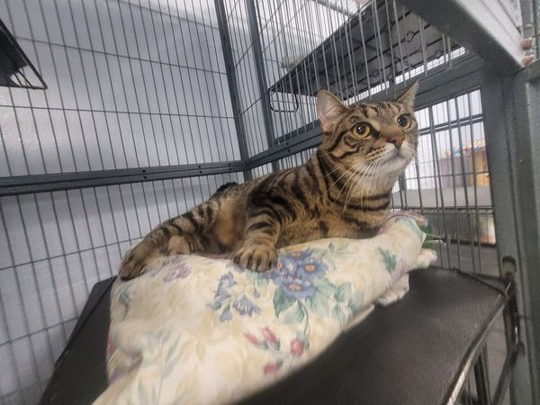 Sirabi – Bobbi and the Strays