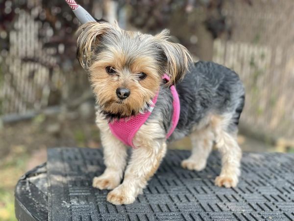 Chester – Bobbi and the Strays