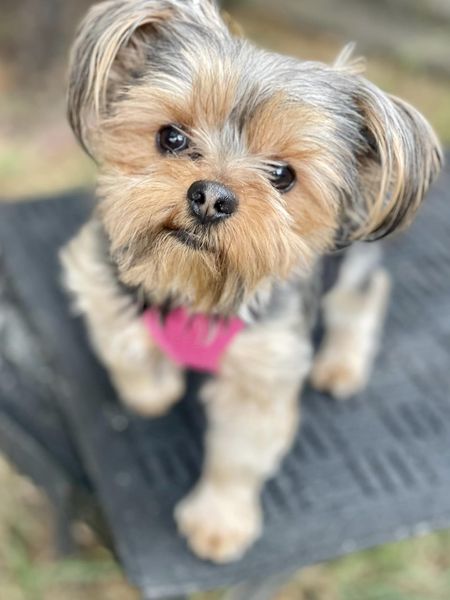 Chester – Bobbi and the Strays