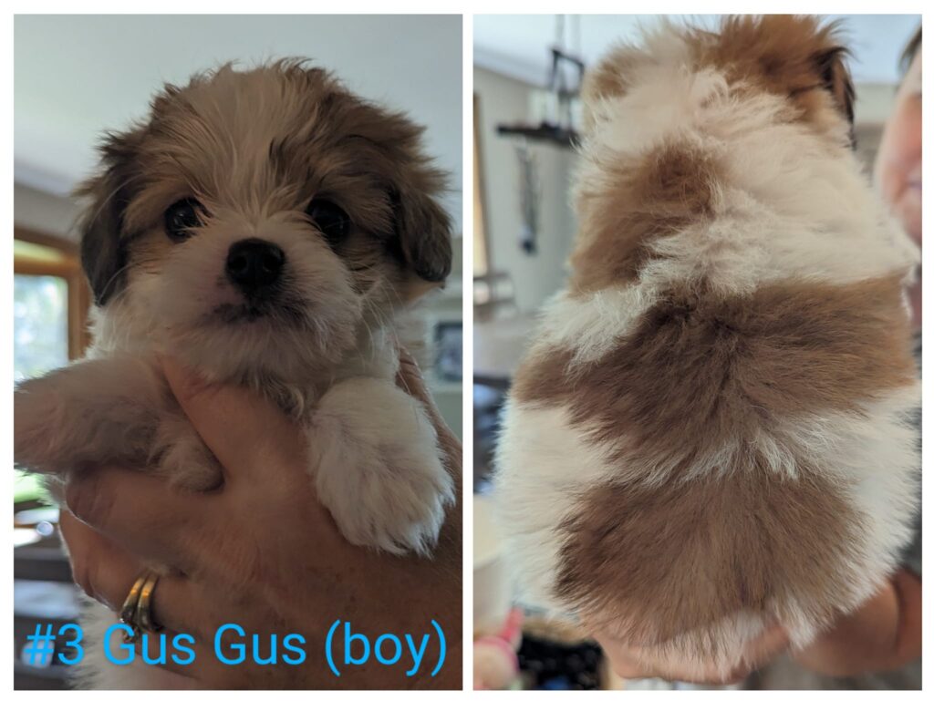 Gus Gus – Bobbi and the Strays