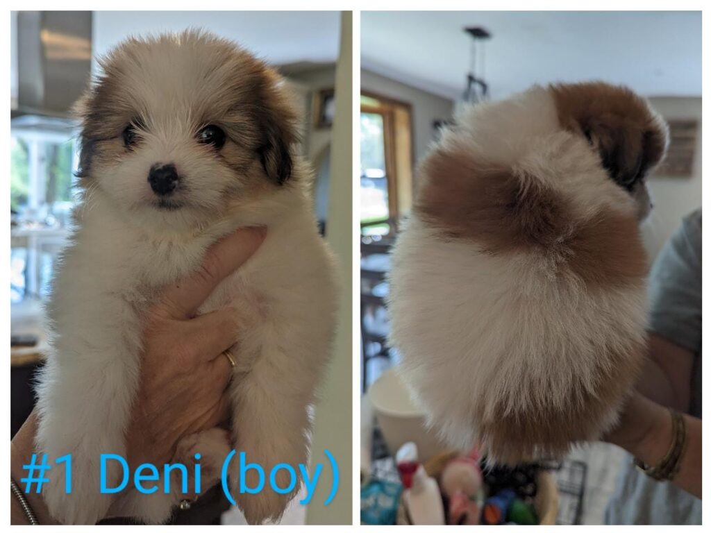 Deni – Bobbi and the Strays