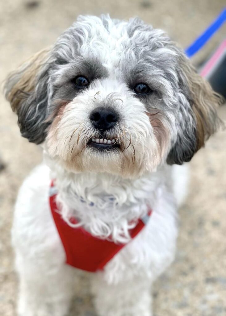 Bella – Bobbi and the Strays