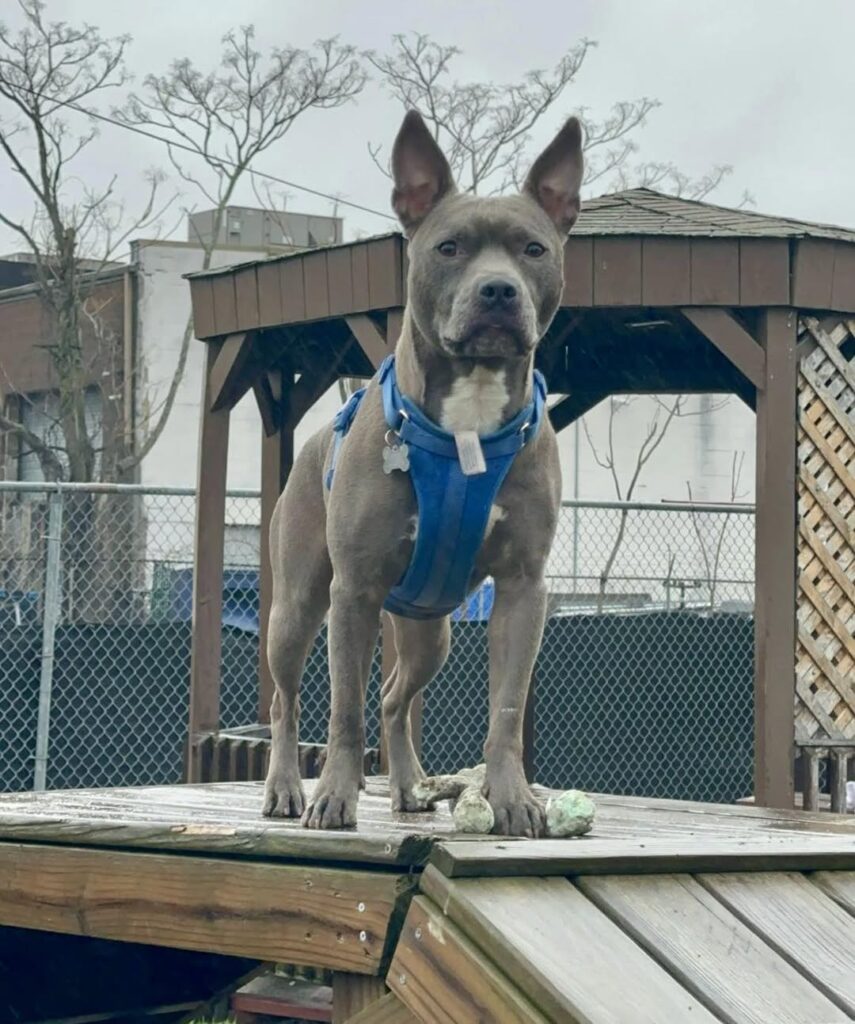 Rabbit – Bobbi and the Strays